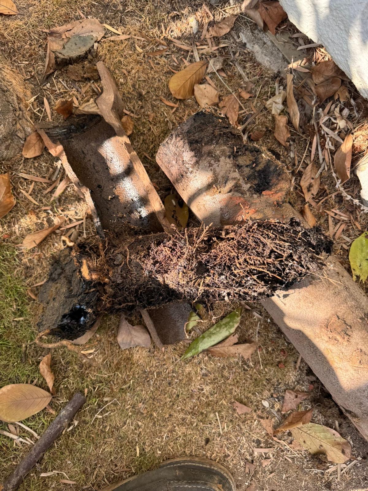 Main Sewer Line Tree Roots Removal Service in Los Angeles, California ...