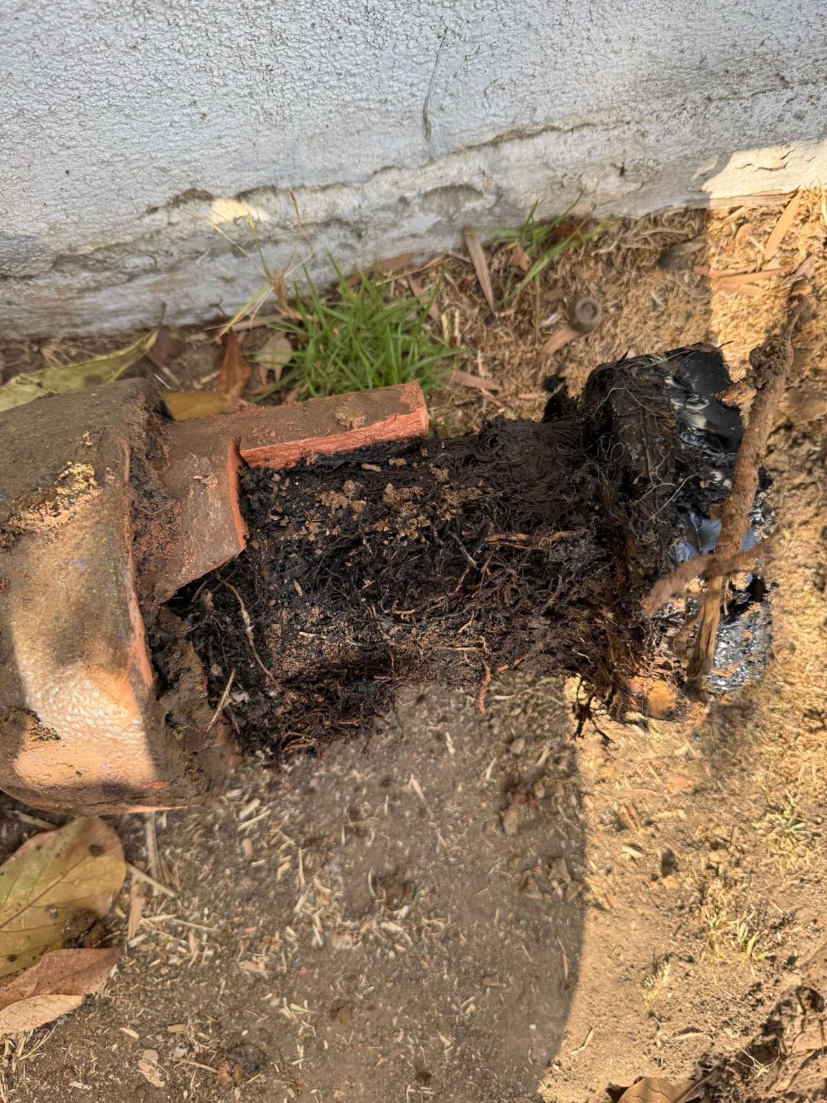 Main Sewer Line Tree Roots Removal Service in Los Angeles, California ...